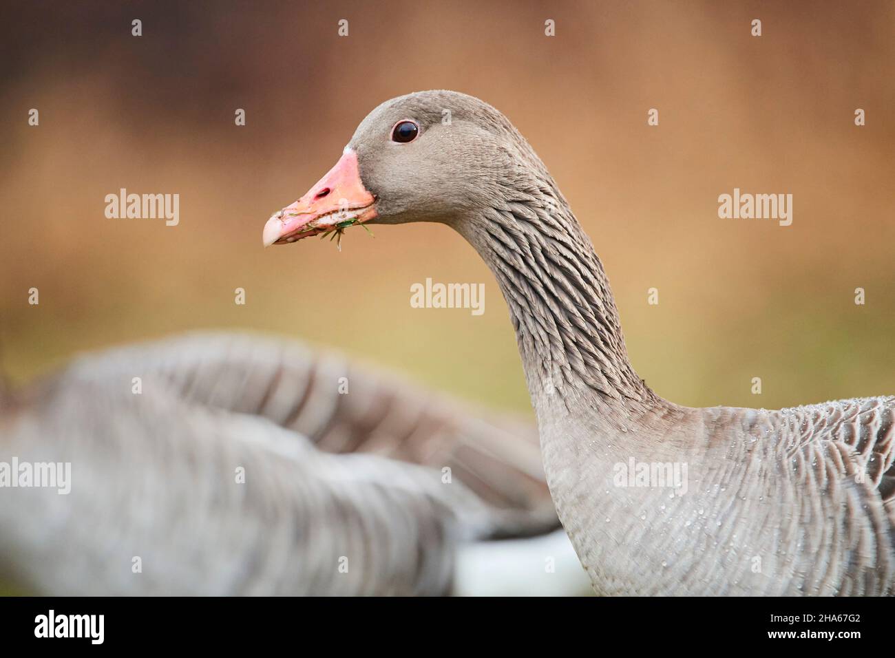 greylag goose (anser anser),portrait,bavaria,germany Stock Photo - Alamy