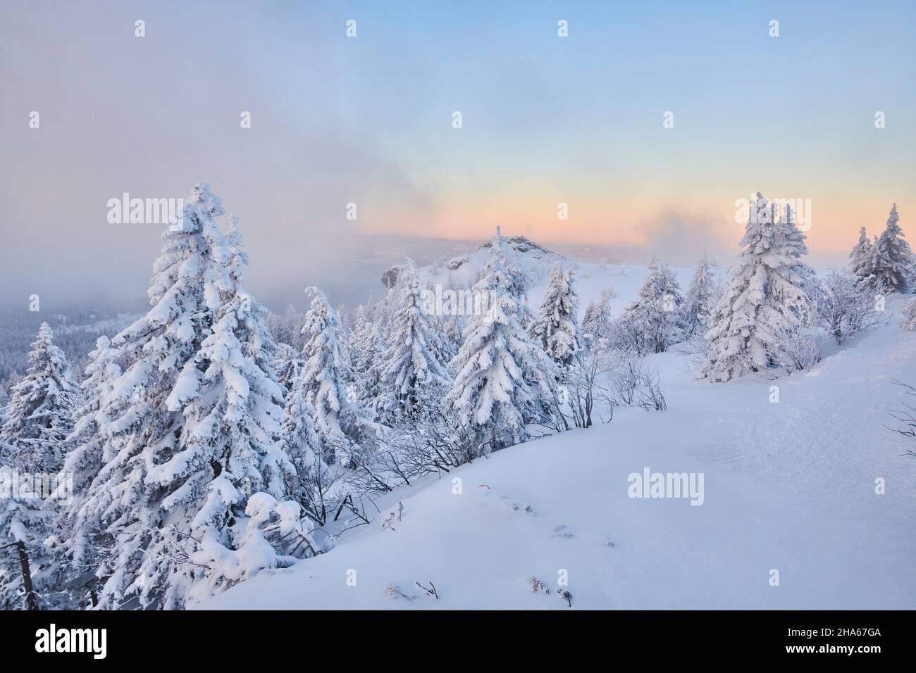 norway spruces (picea abies) at sunrise in winter,berg arber,bavarian ...