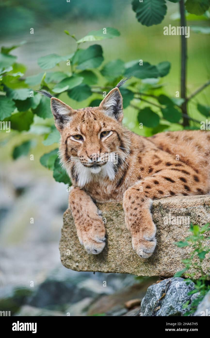 eurasian lynx (lynx lynx),forest clearing,lying,gaze camera Stock Photo ...