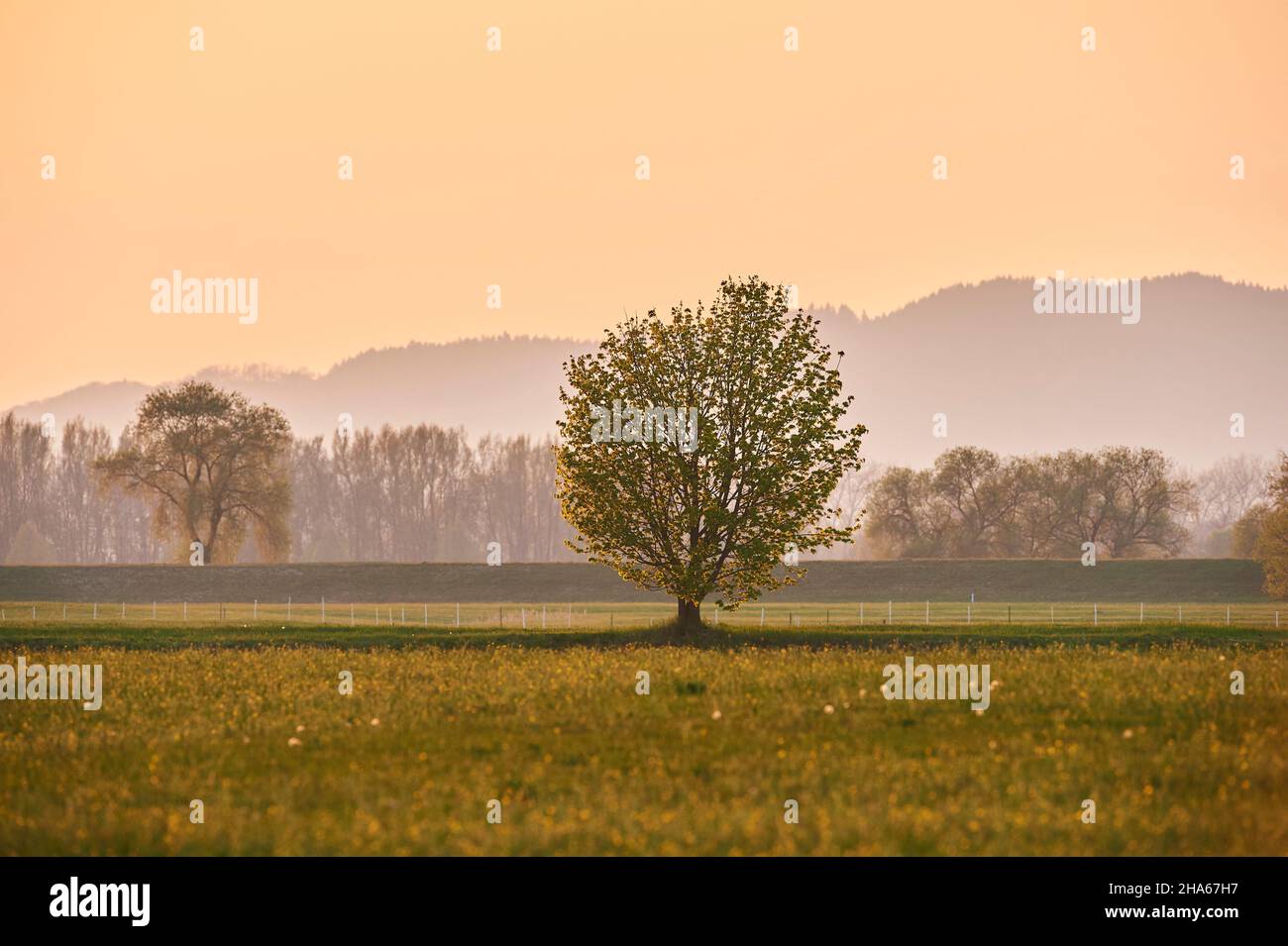 norway maple (acer platanoides),broken willow (salix fragilis) in ...