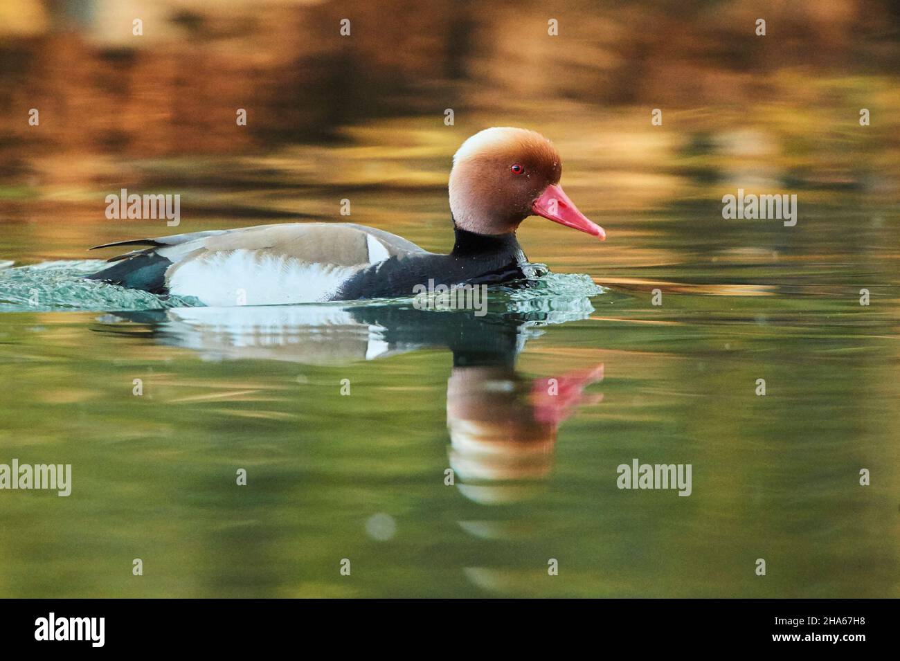 T rufina hi-res stock photography and images - Alamy