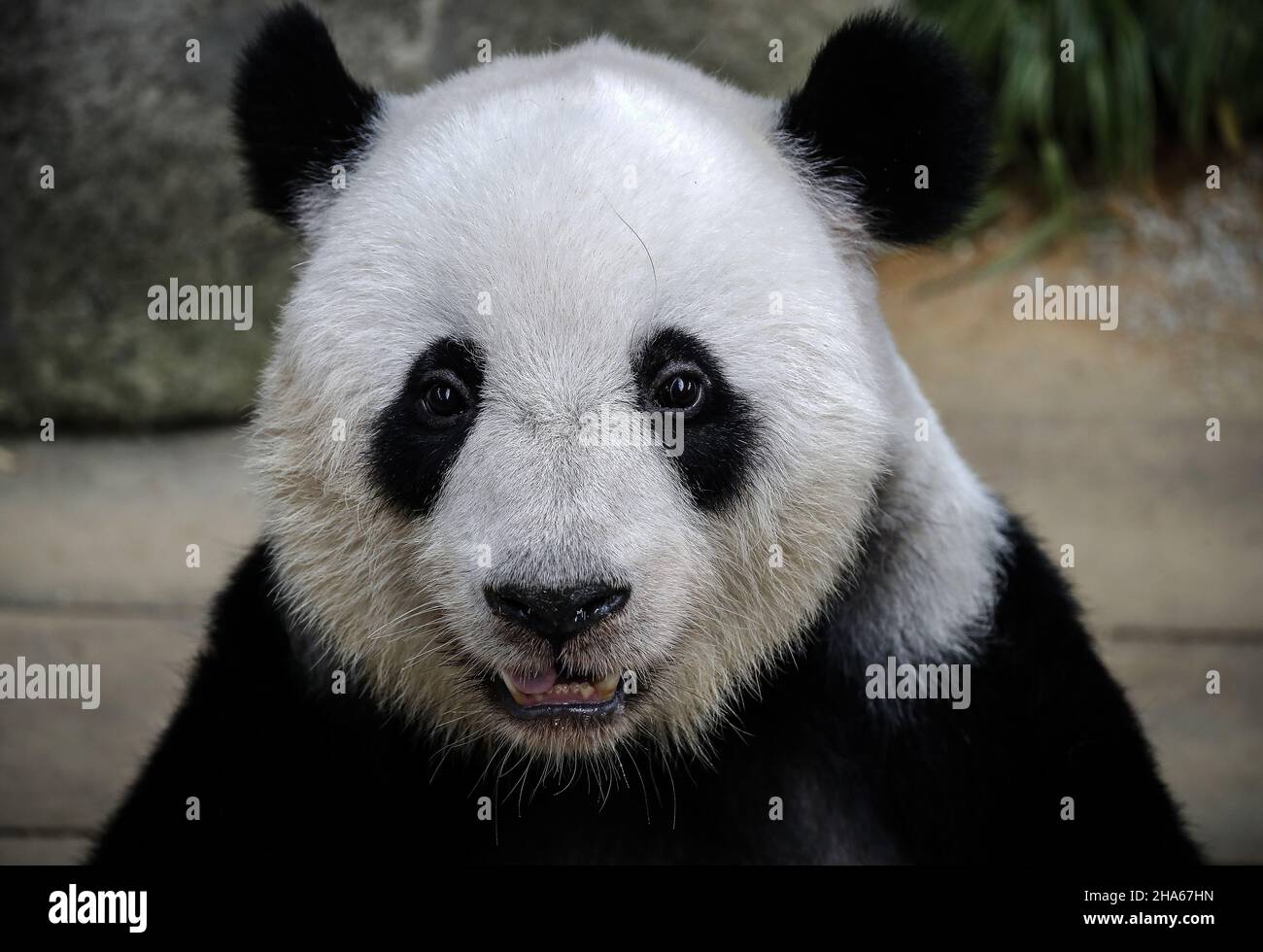 Closeup shot of a cute panda face looking at the camera Stock Photo - Alamy