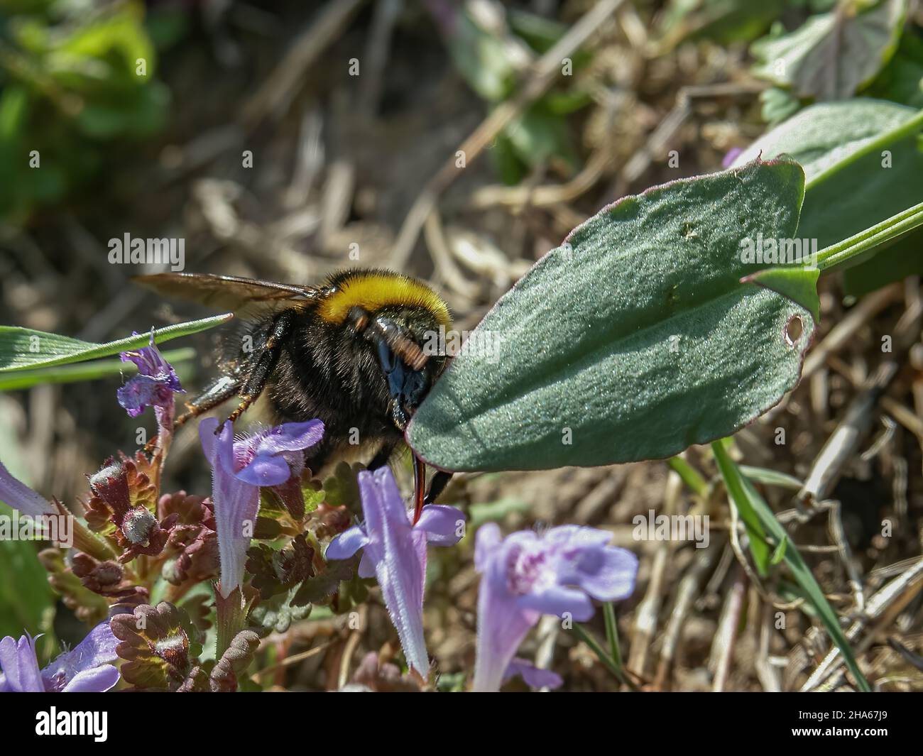 A wasp on a flower, a bumblebee on a flower, macro photography Stock ...