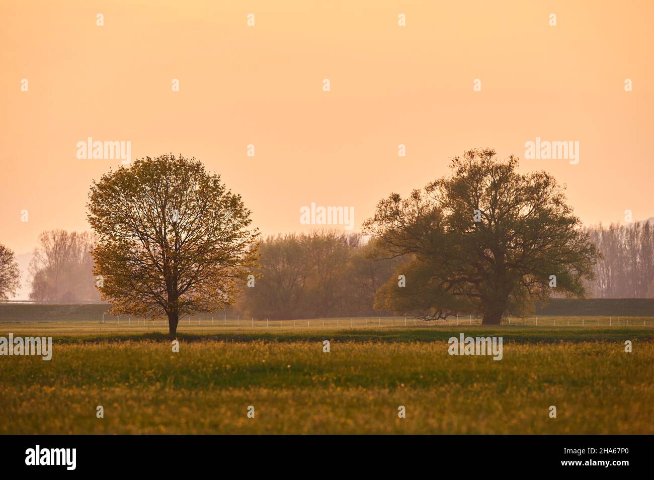 norway maple (acer platanoides),broken willow (salix fragilis) in ...