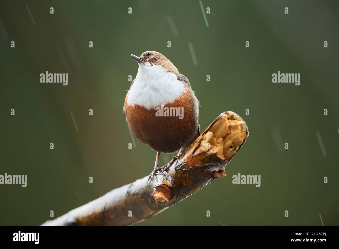 Eurasian dippers hi-res stock photography and images - Alamy
