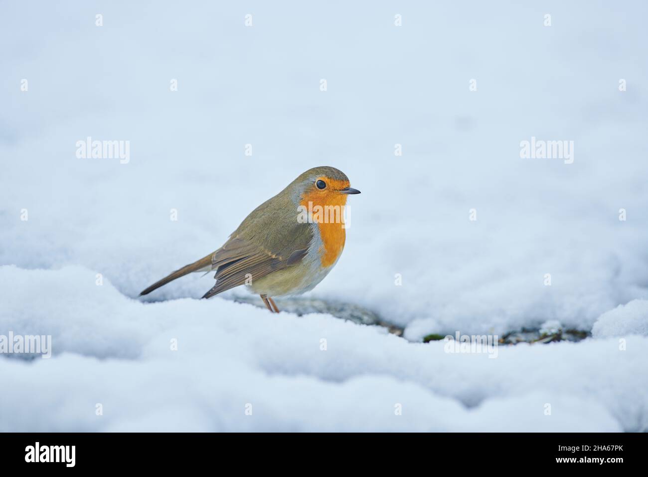 european robin (erithacus rubecula) sitting in the snow,bavaria,germany ...