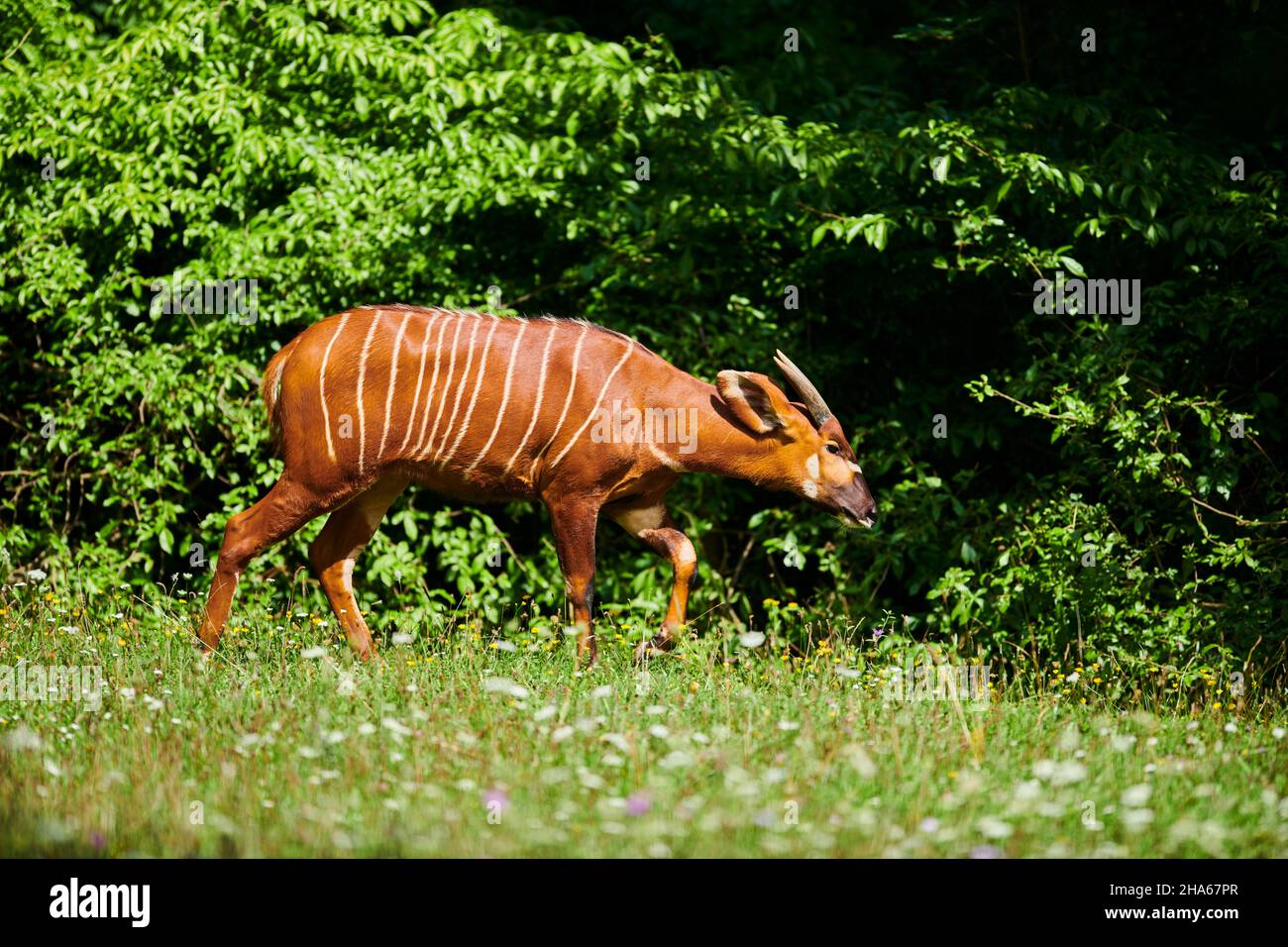 eastern bongo (tragelaphus eurycerus isaaci),meadow,sideways Stock ...