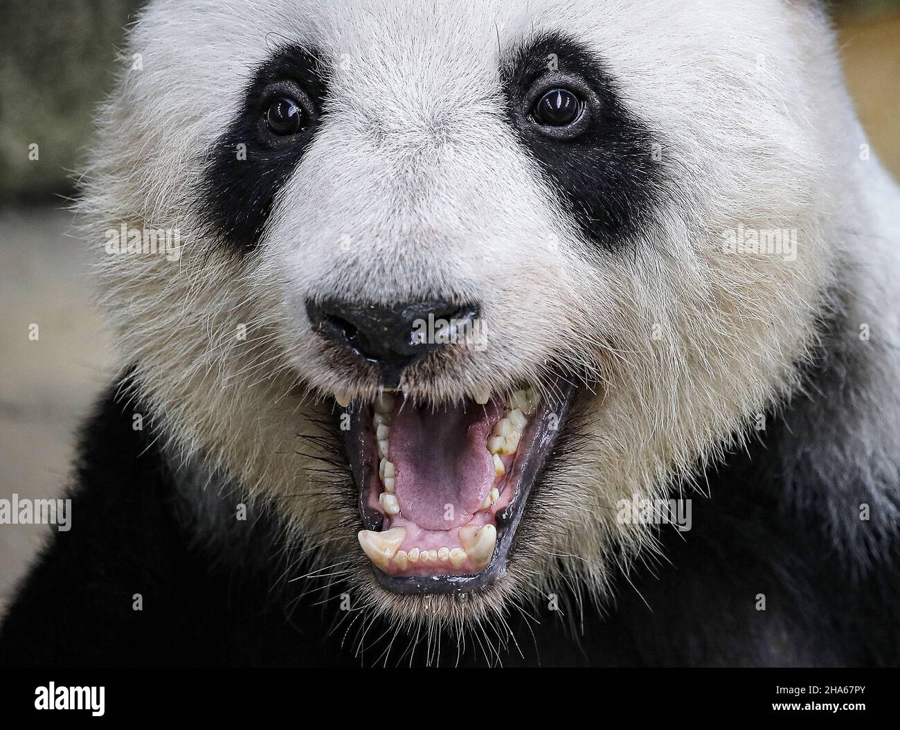 Closeup shot cute panda bear hi-res stock photography and images - Alamy