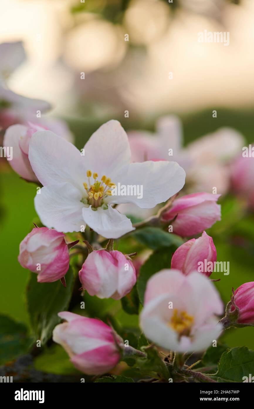 Apple trees in bloom cultivated hi-res stock photography and images - Alamy