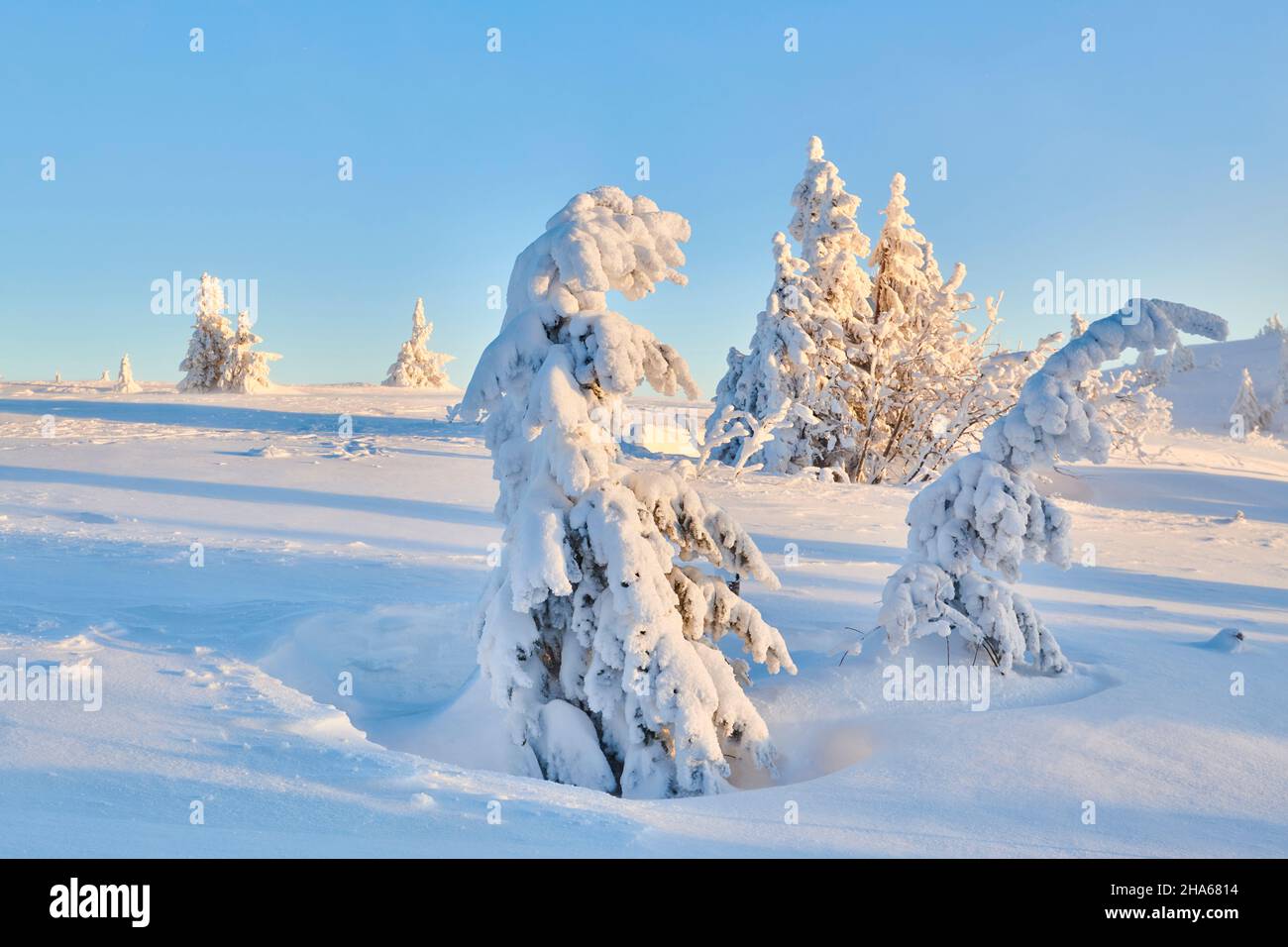 frozen norway spruce or european spruce (picea abies) tree at sunrise ...