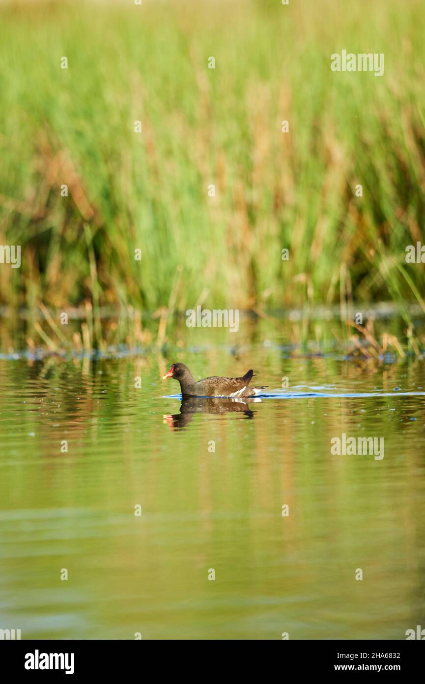 common pond rail (gallinula chloropus) swims in a pond,franconia ...