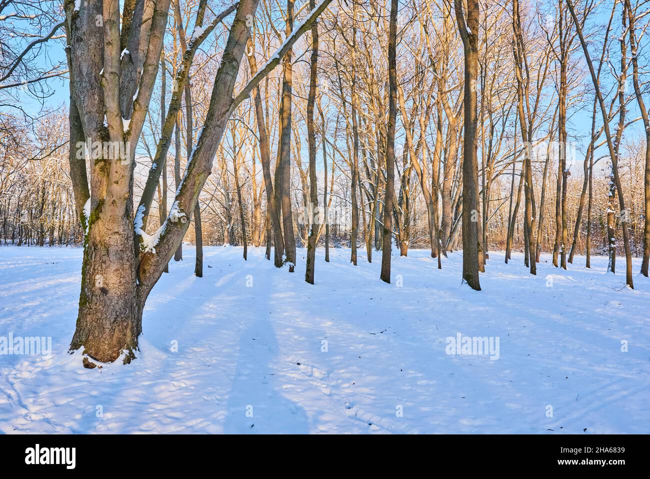 deciduous deciduous forest under a blanket of snow,franconia,bavaria ...