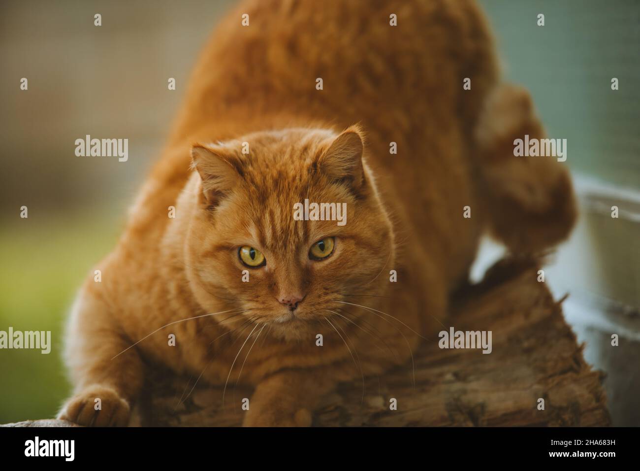Closeup of an adorable fluffy fat ginger cat lying on a log in a yard ...
