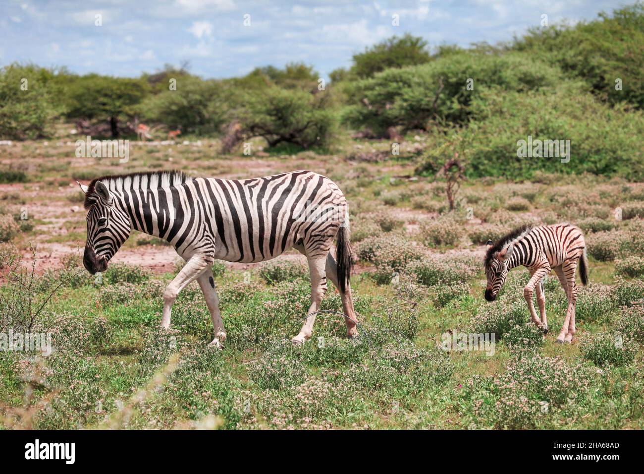 Wild zebra with the cub in an African savanna Stock Photo - Alamy