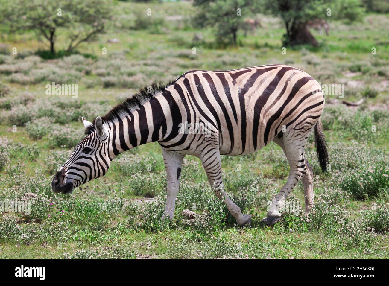 Wild zebra in an African savanna Stock Photo - Alamy