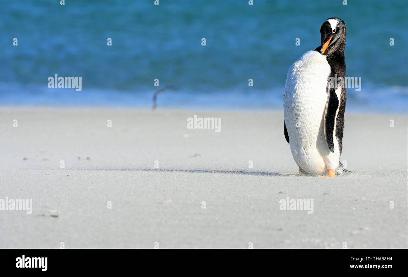 Penguins are awesome hi-res stock photography and images - Alamy
