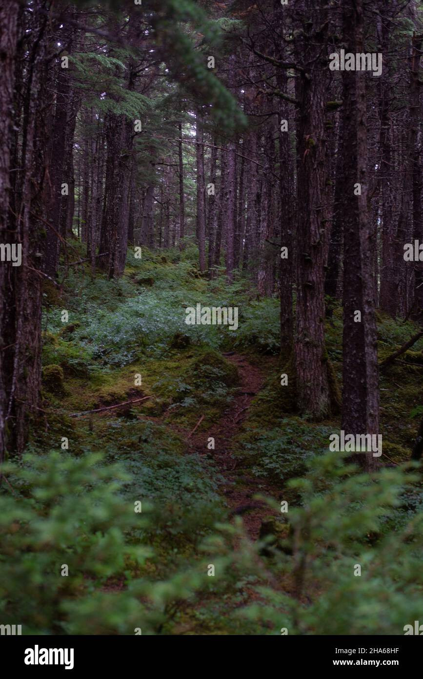 Alaska summer birch forest hi-res stock photography and images - Alamy