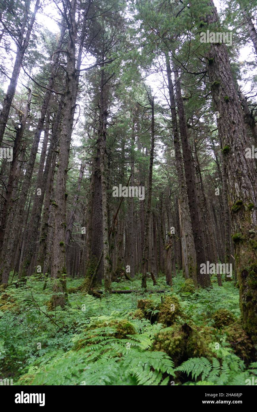 Alaska summer birch forest hi-res stock photography and images - Alamy