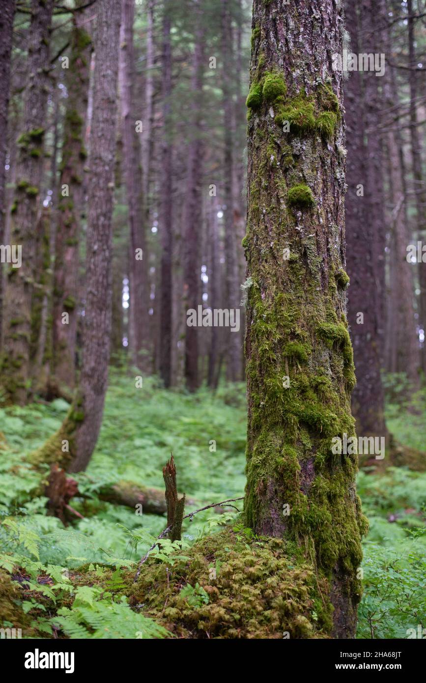 Alaska summer birch forest hi-res stock photography and images - Alamy