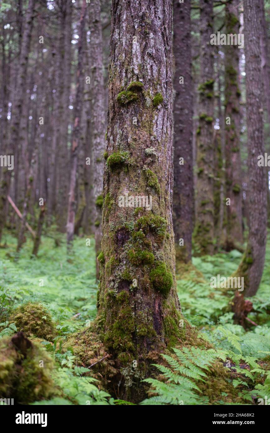 Forest landscape surrounding Anchorage, Alaska Stock Photo - Alamy