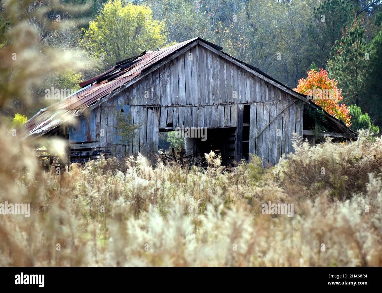 Rustic, wooden barn weathers and rusts as it is overgrown by brush and ...