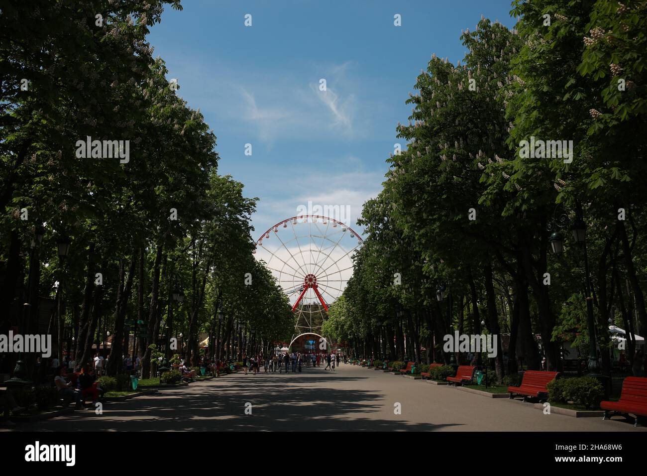 beautiful large green park with many trees and flora Stock Photo - Alamy