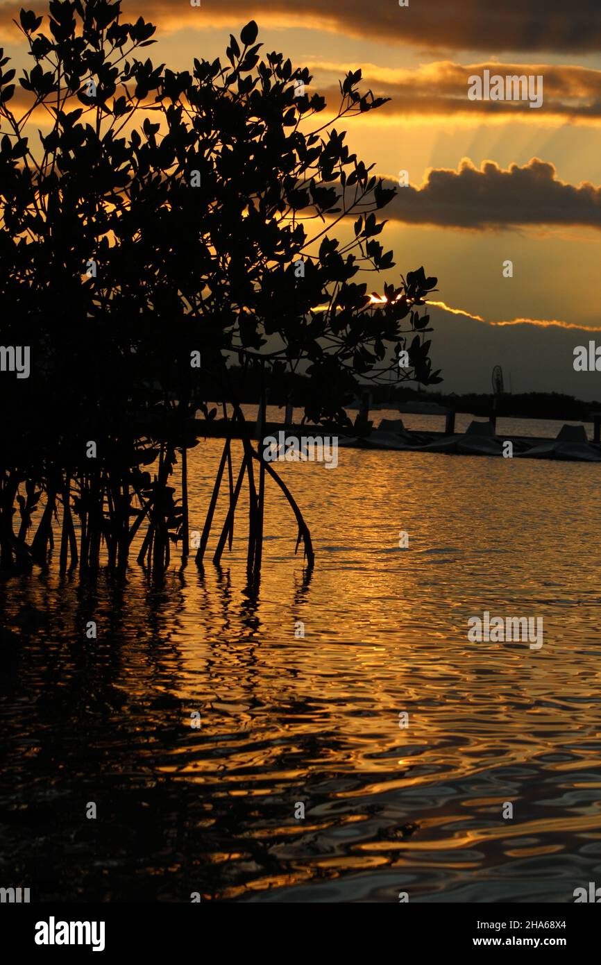 mangrove tree in sunrise with sunbeams in Key West FL Stock Photo - Alamy
