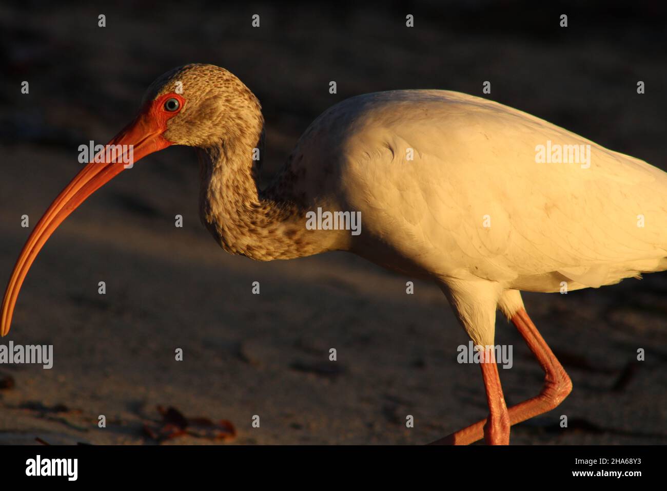 American White ibis foraging on beach during sunrise in Key West FL ...