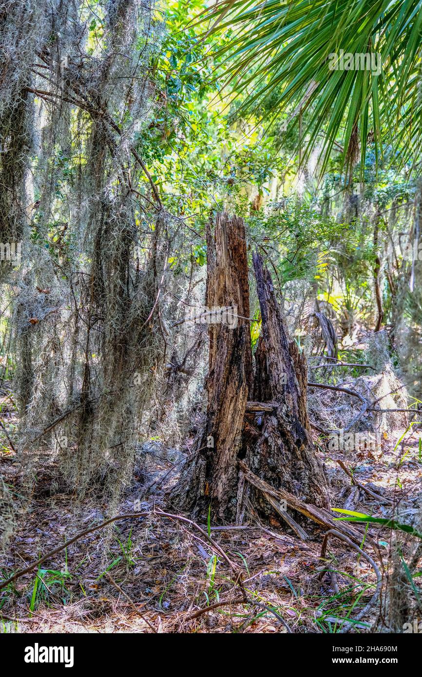 Stump of Damaged Tree from Lightning Storm Stock Photo - Alamy