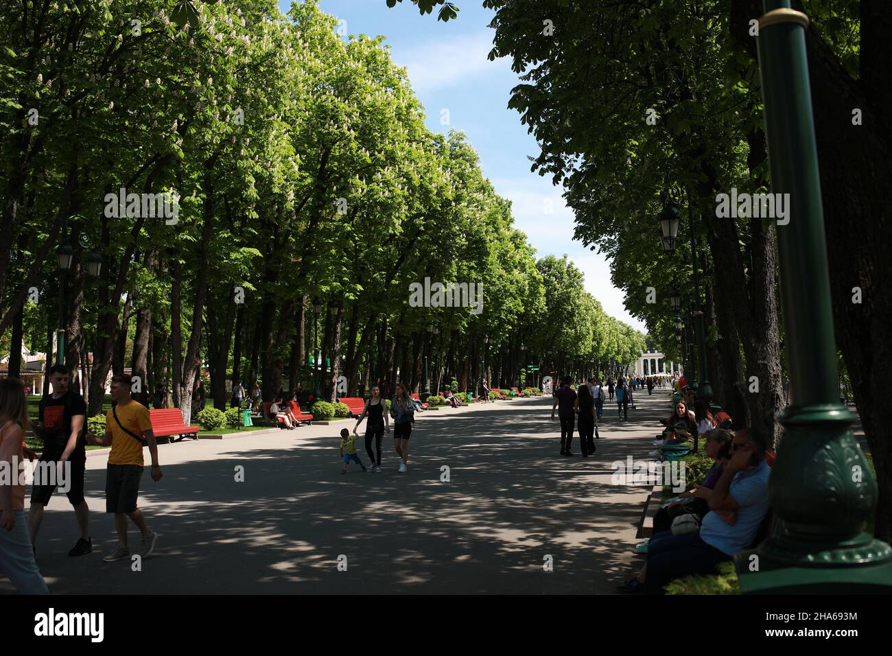 beautiful large green park with many trees and flora Stock Photo - Alamy