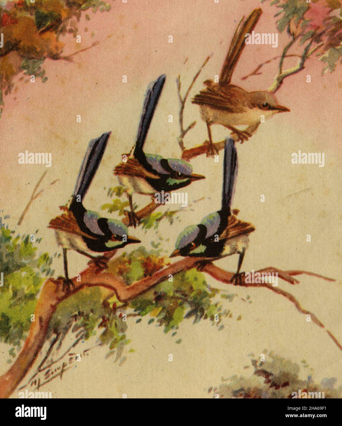 Watercolour of the Australian blue wren, published on the front of a ...