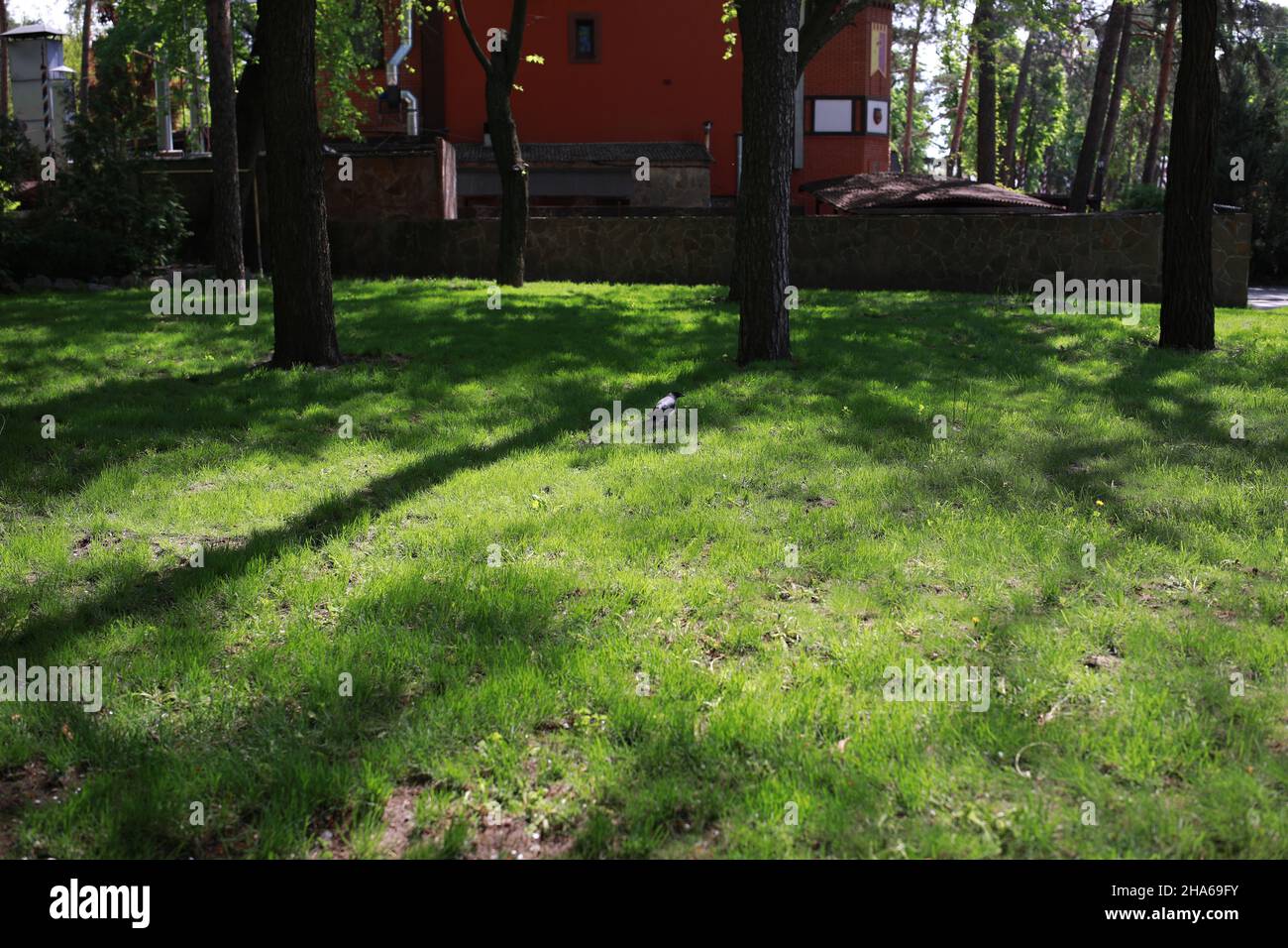 beautiful large green park with many trees and flora Stock Photo - Alamy