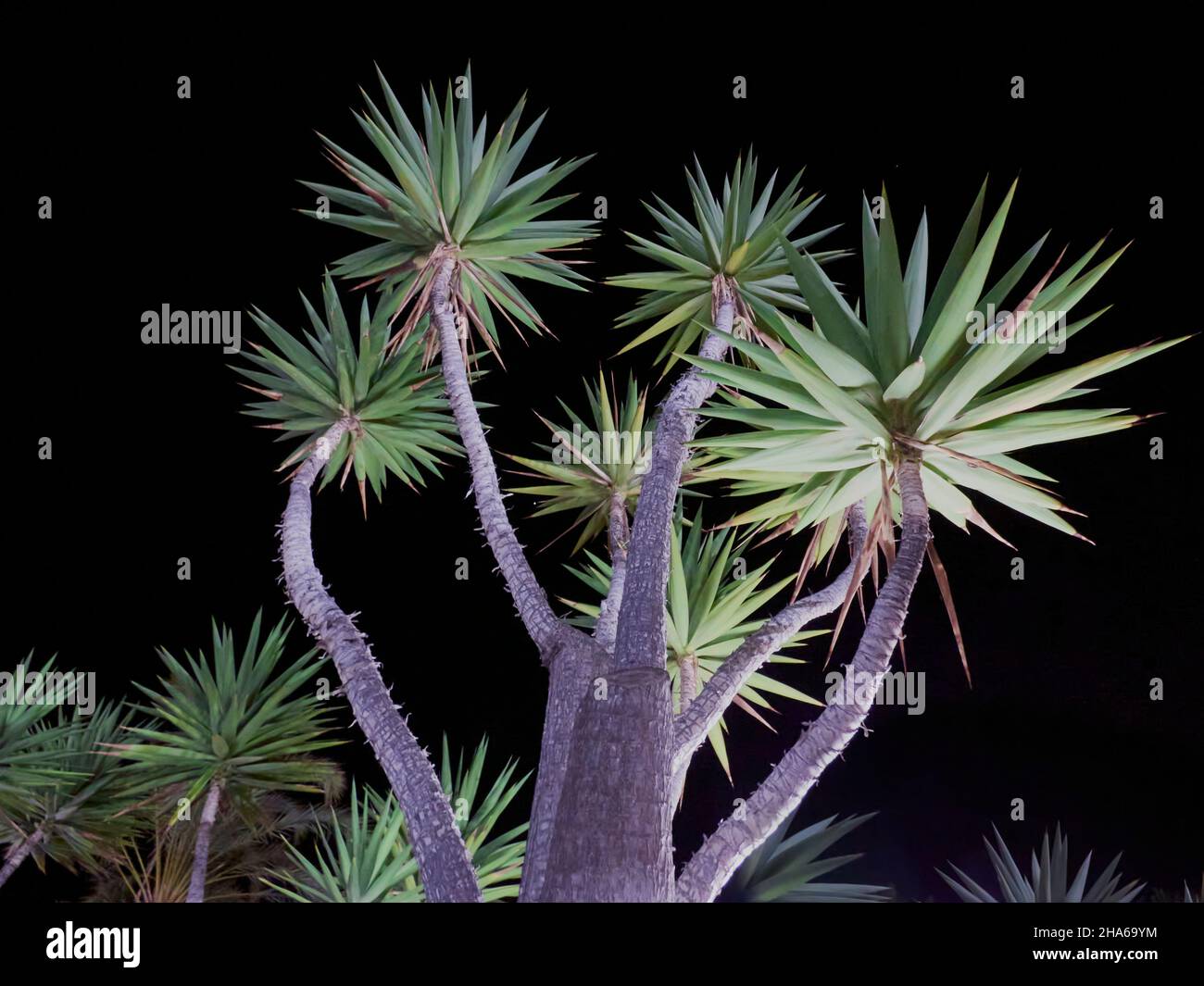tree taken from below in the dark of night Stock Photo - Alamy