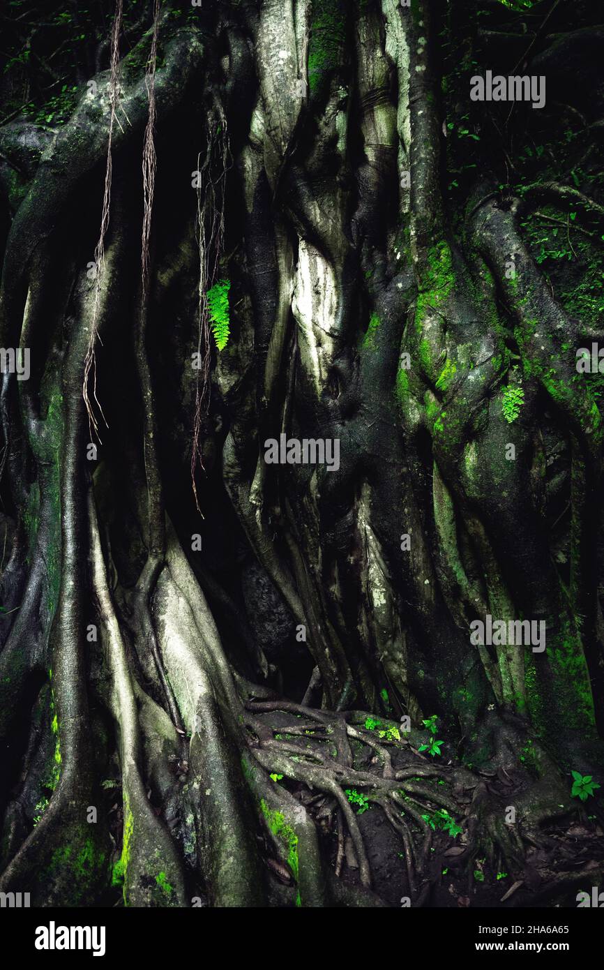 Giant tree roots in tropical forest. Tree roots in green forest Stock ...