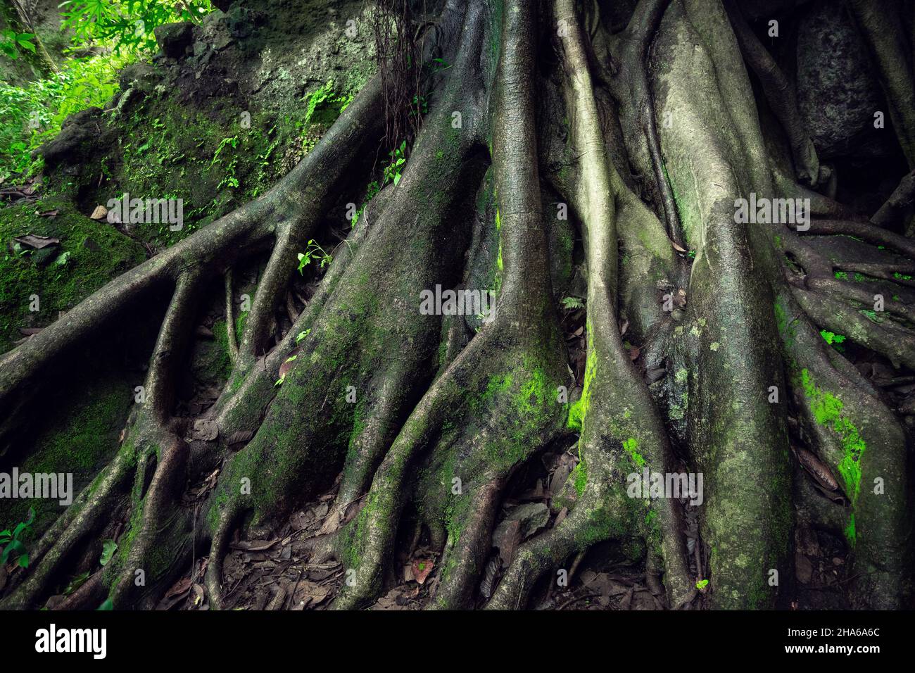 Giant tree roots in tropical forest. Tree roots in green forest Stock ...