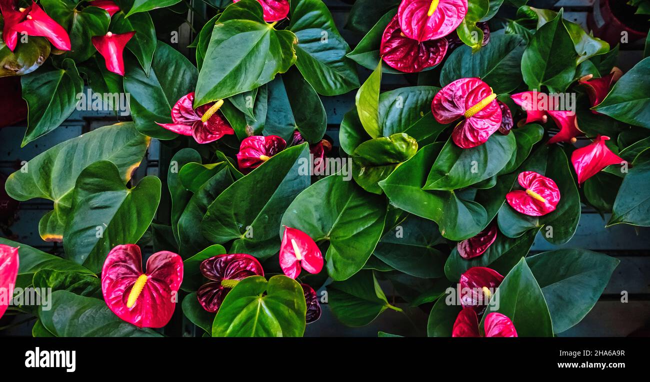 Anthurium red heart-shaped flower top. Dark green leaves background ...