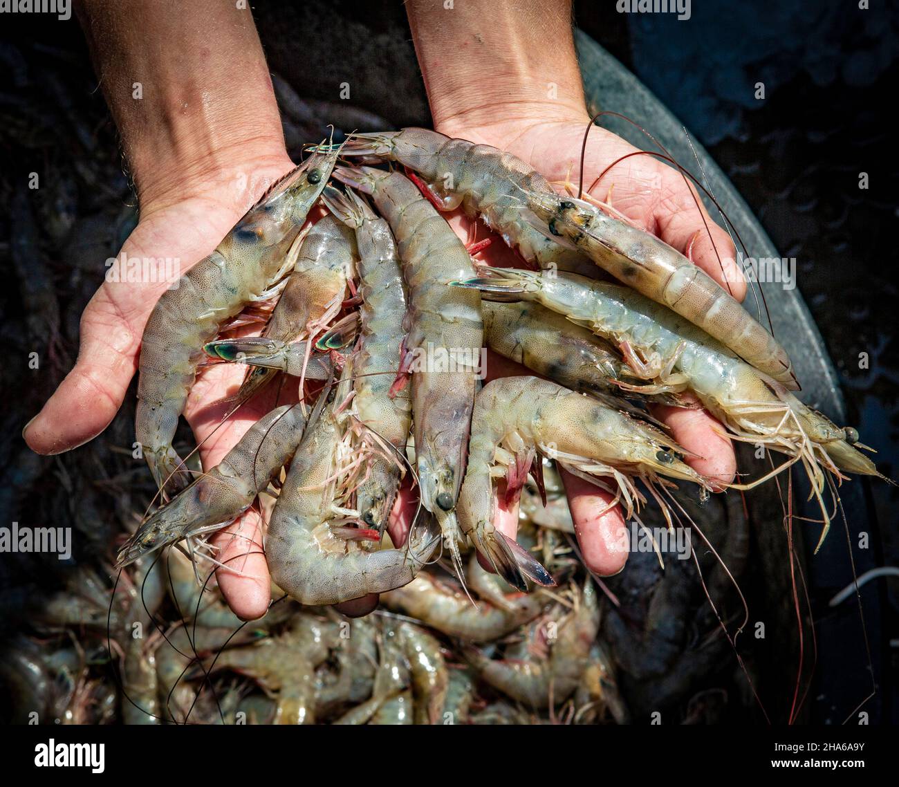 Litopenaeus setiferus, also known as northern white shrimp, lake shrimp ...