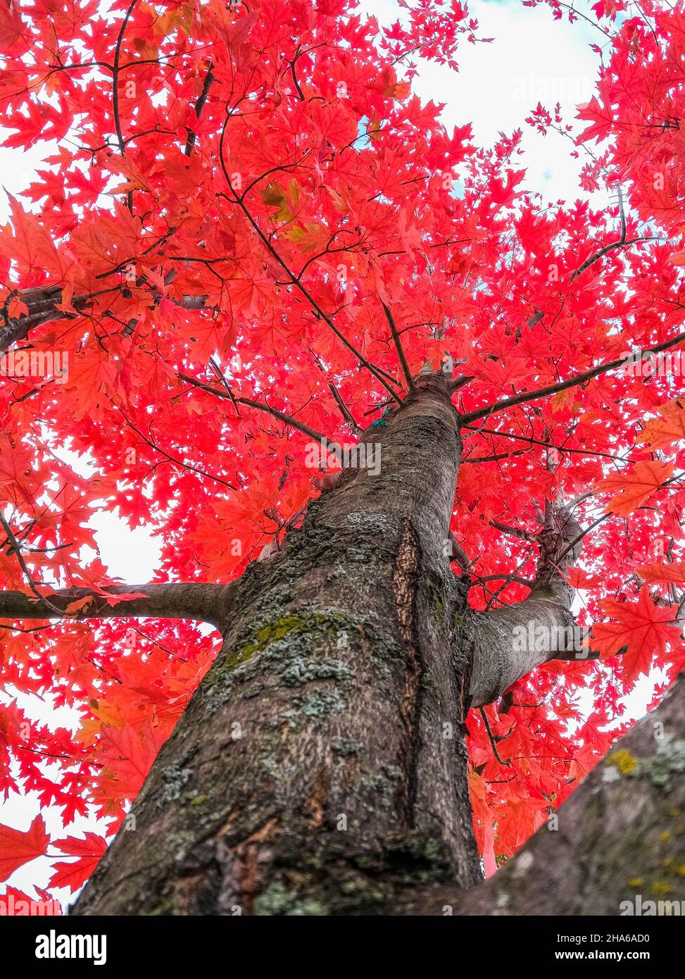 Looking up through branches of tree at red autumn leaves Stock Photo ...
