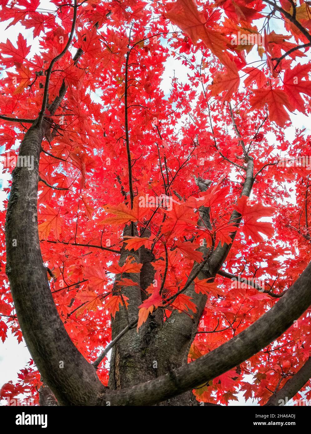 Looking up through branches hi-res stock photography and images - Alamy