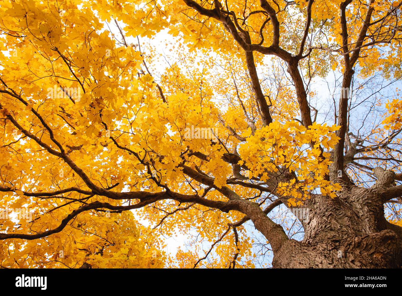 Looking up through branches of tree at yellow autumn leaves Stock Photo ...