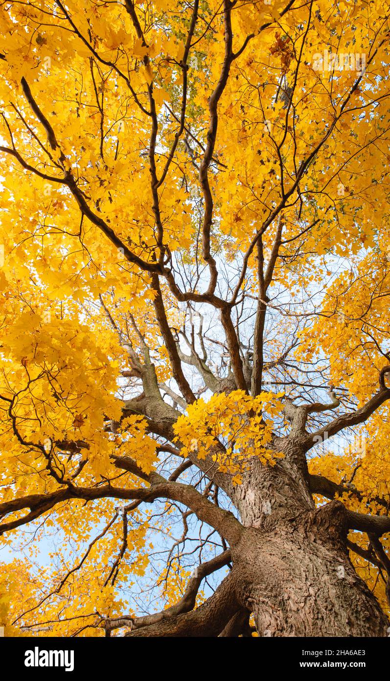 Looking up through branches of tree at yellow autumn leaves Stock Photo ...