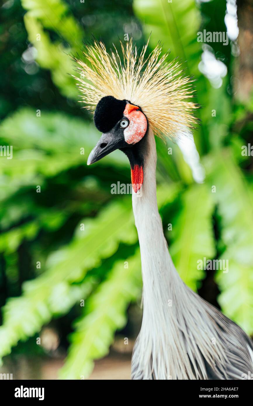 Beautiful specimen of black crowned crane with vivid colors Stock Photo ...