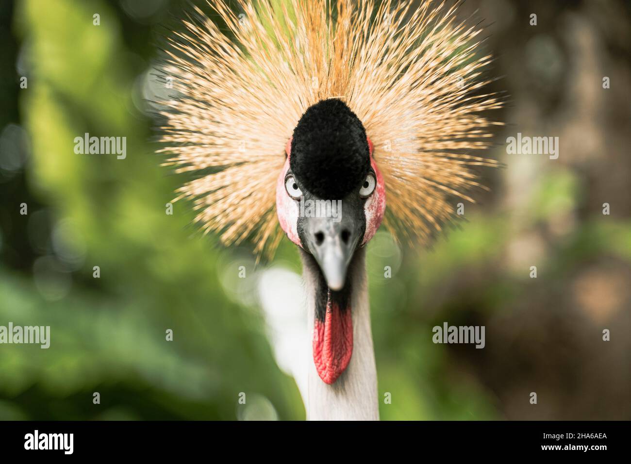 Beautiful specimen of black crowned crane with vivid colors Stock Photo ...