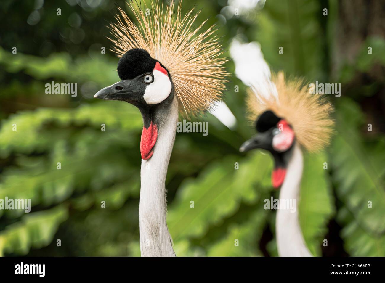 Beautiful specimen of black crowned crane with vivid colors Stock Photo ...