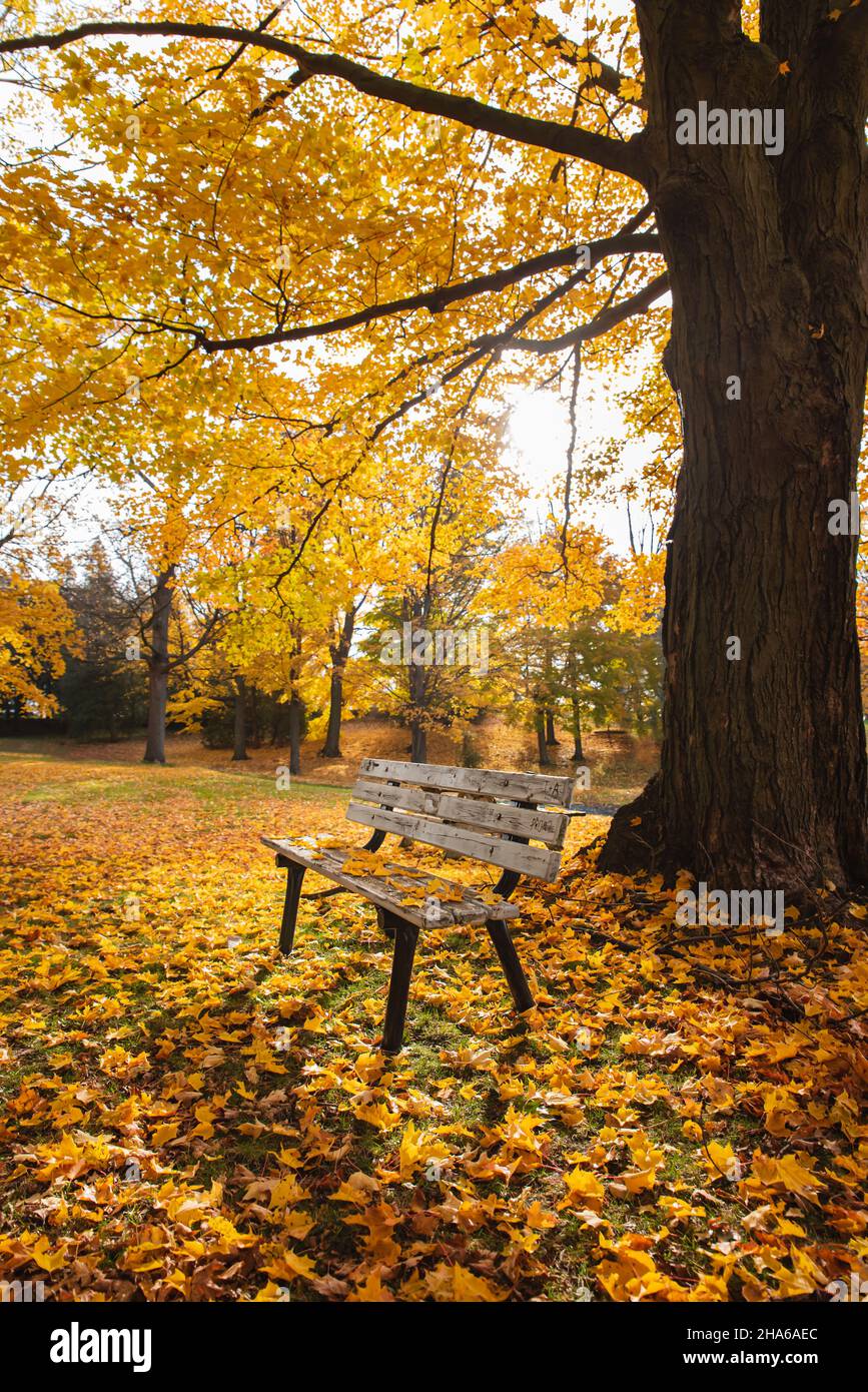 Park bench under a large tree with yellow leaves on a fall day Stock ...
