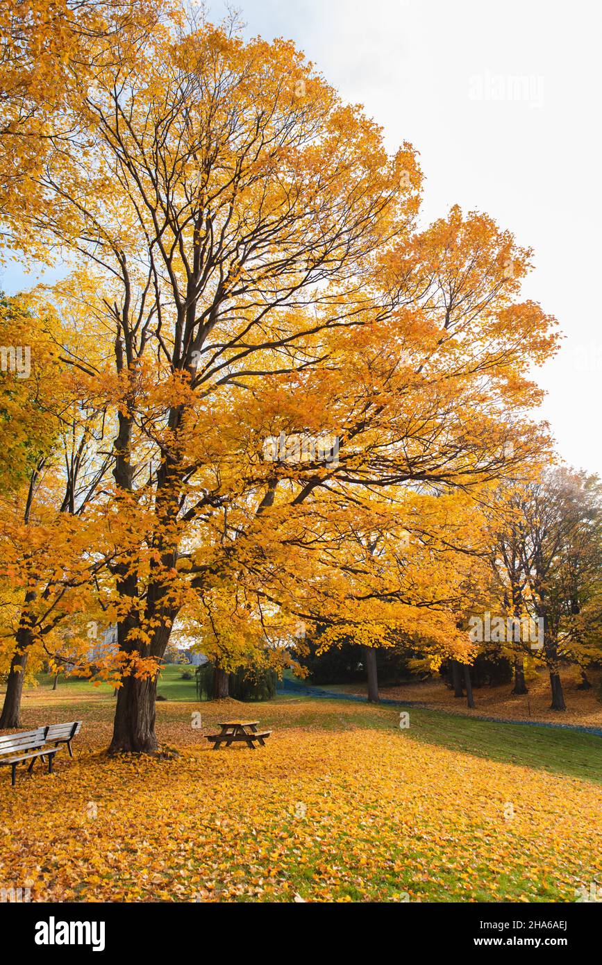 Bench and picnic table under big tree with yellow leaves on fall day ...