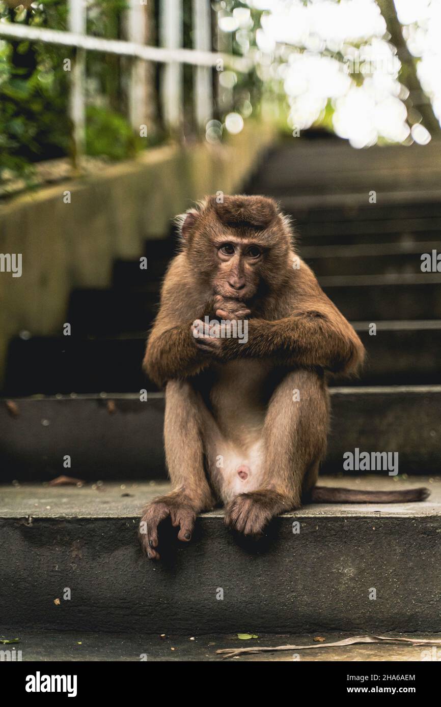 portrait of cute young monkey on a jungle Stock Photo - Alamy