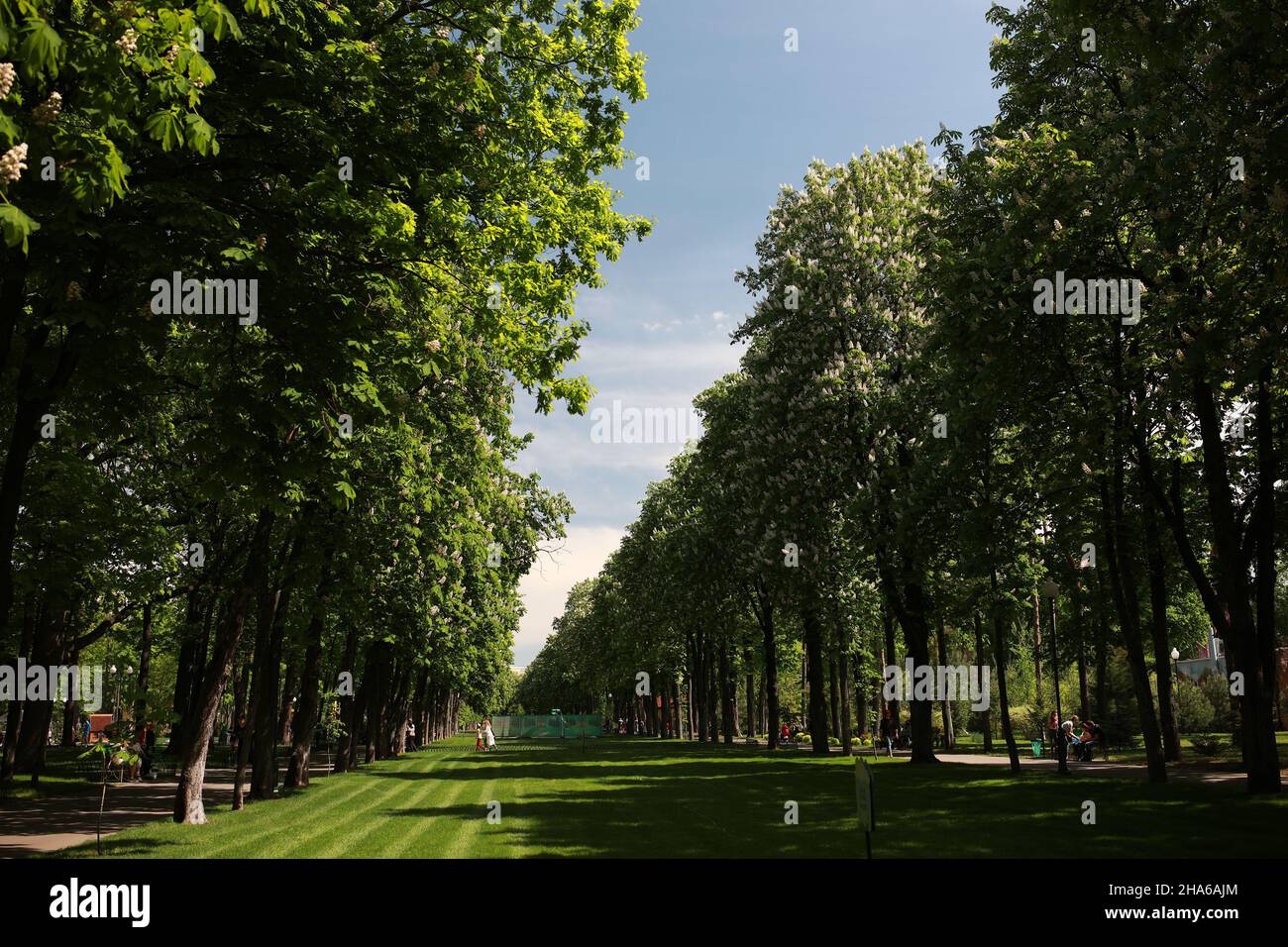 beautiful large green park with many trees and flora Stock Photo - Alamy