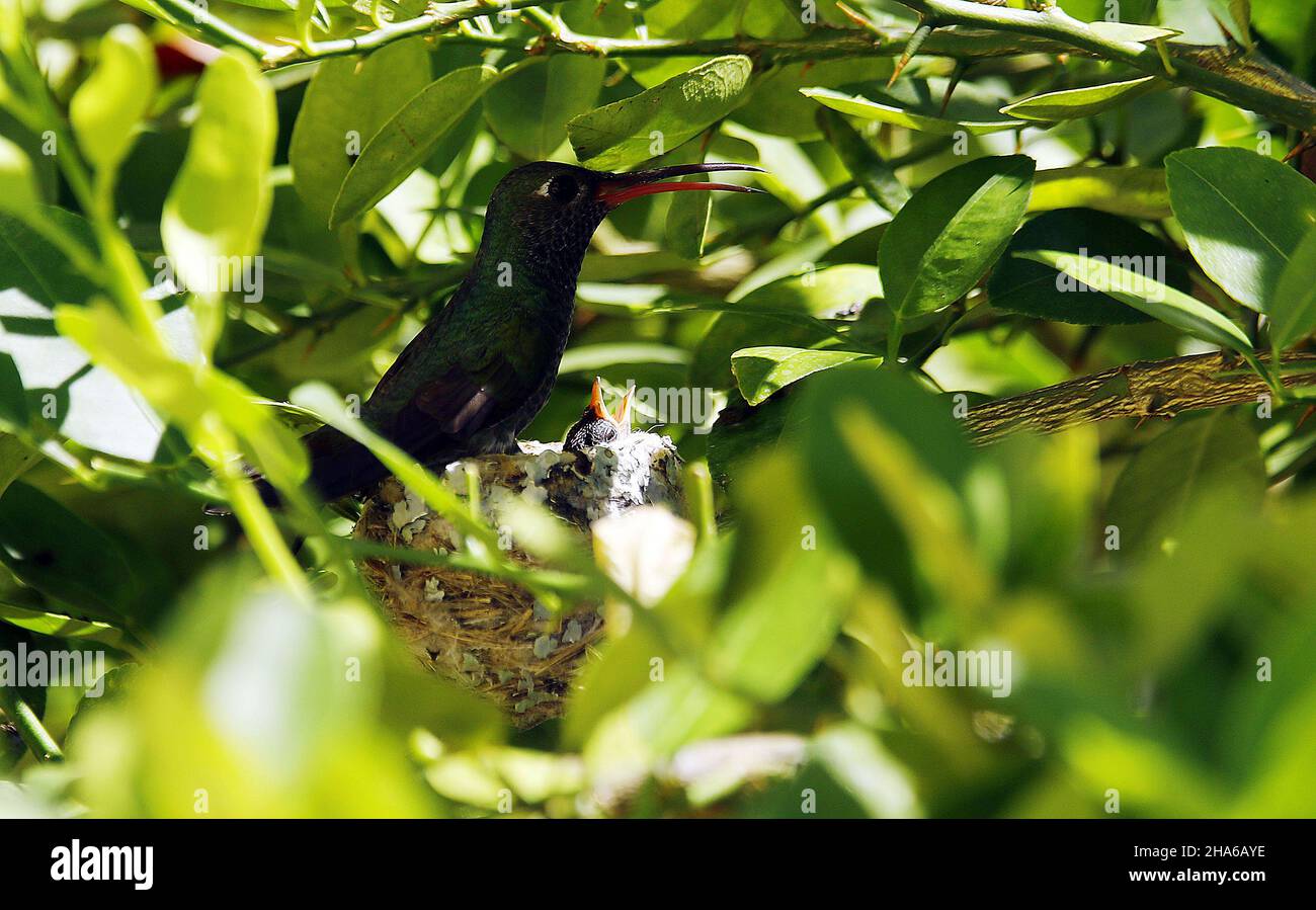 Valencia, Carabobo, Venezuela. 10th Dec, 2021. December 10, 2021. A ...