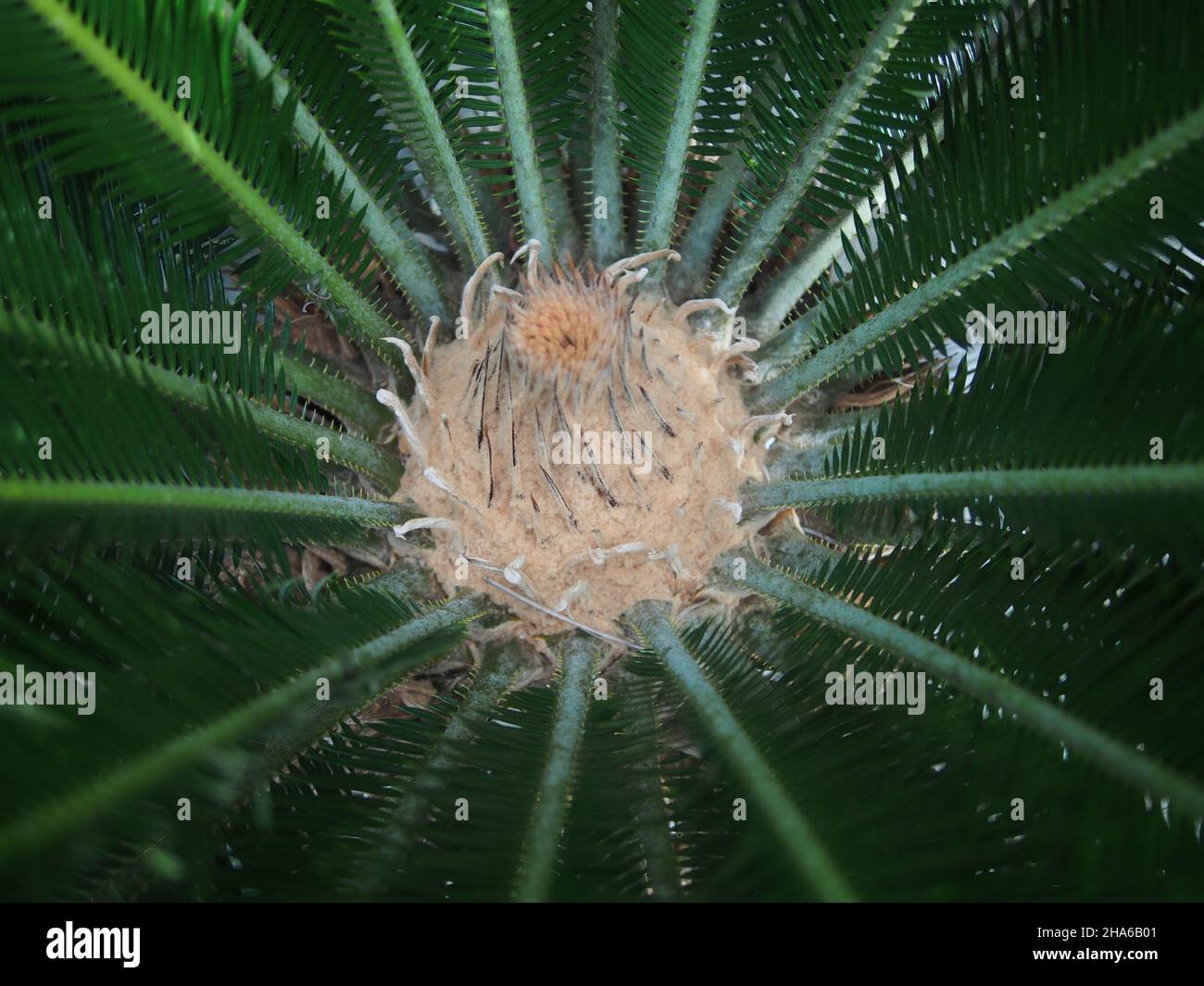 Closeup shot of the inside of a sago palm plant Stock Photo - Alamy